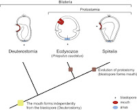 Species New to Science: [Invertebrate • 2012] Deuterostomic Development ...