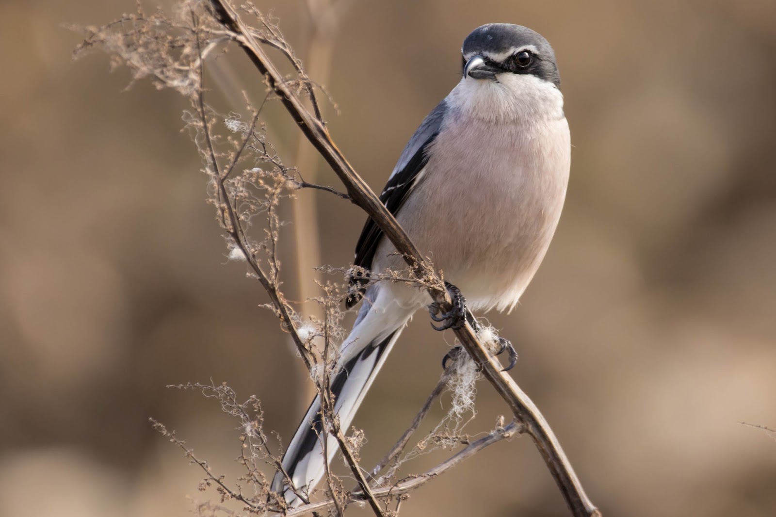 AVES DEL CIELO - BIRDS OF HEAVEN: Alcaudón real (Lanius meridionalis ...