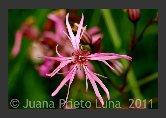 Juana Prieto Luna: Lychnis flos-cuculi