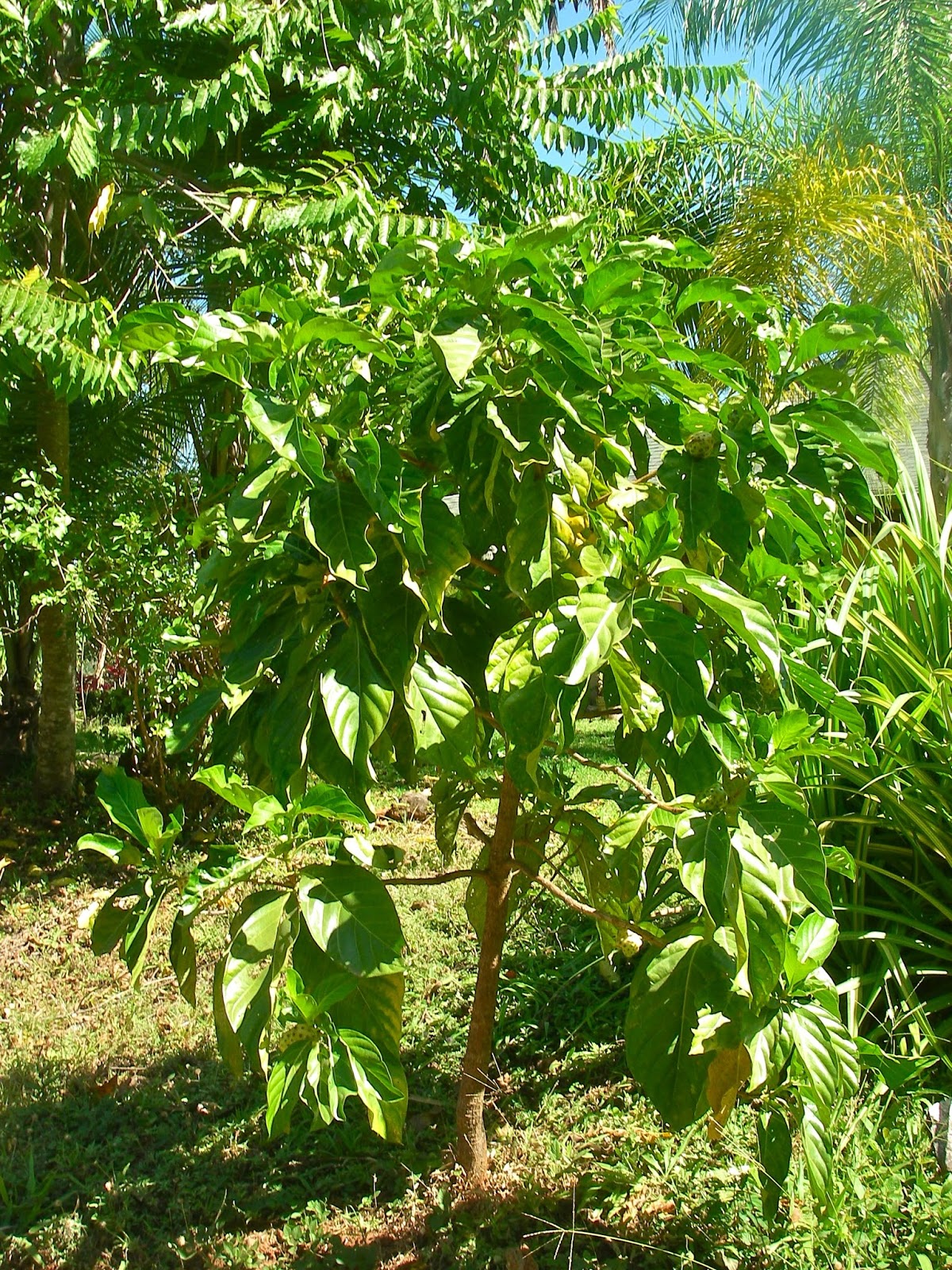 Manfaat Mengkudu - zafroncinfo