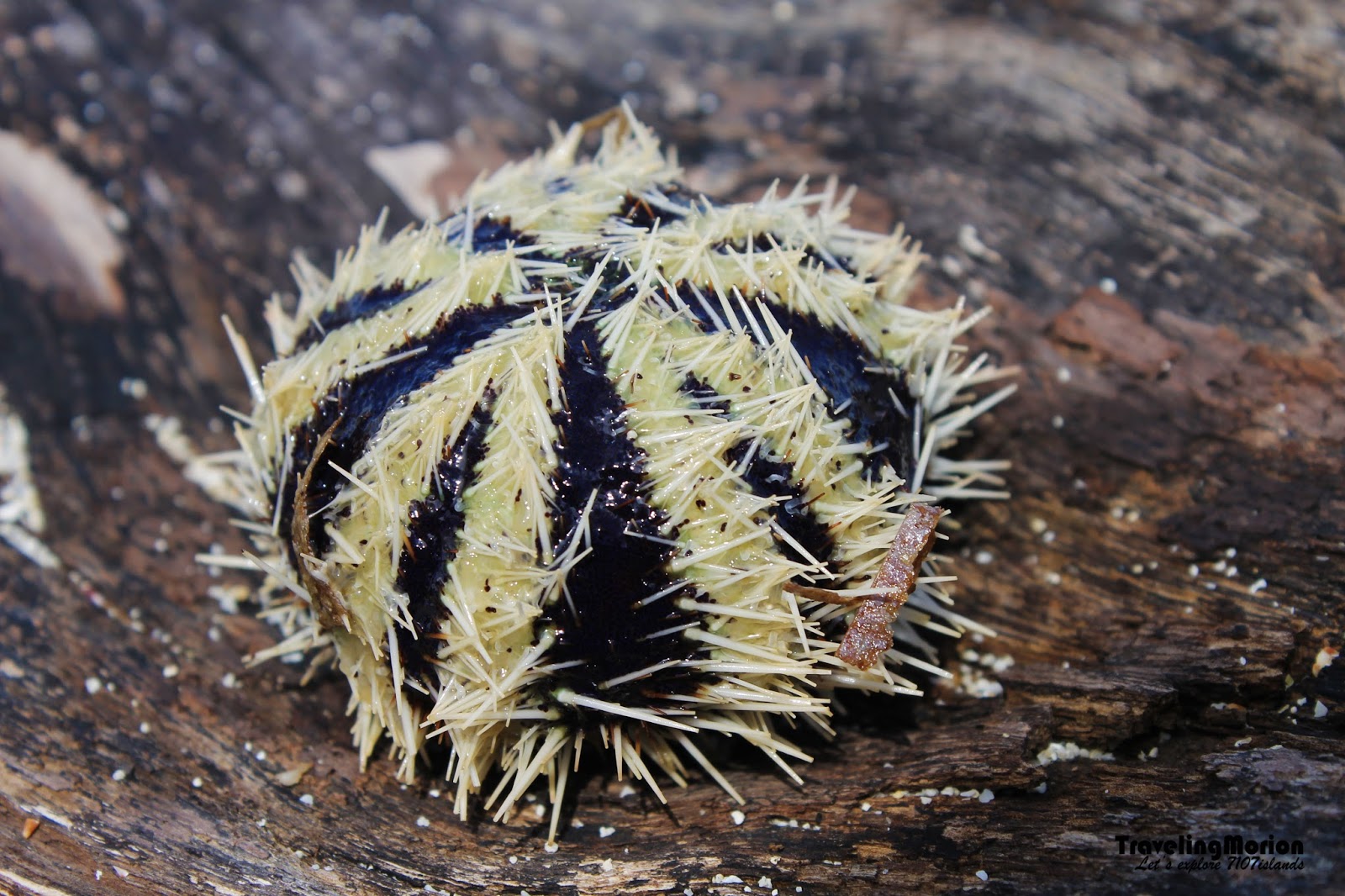 Sarap Pinoy: Swaki ng Jasaan, Misamis Oriental