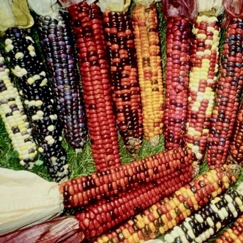 Every Day Is Special: November 28 – Maize Day