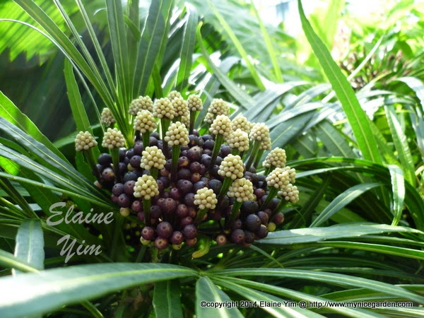 My Tropical Plants Finder: Osmoxylon lineare - Miagos Bush