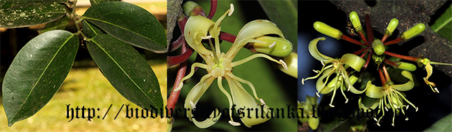 Biodiversity of Sri Lanka: සමදරා[Samadara](Quassia indica)