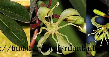 Biodiversity of Sri Lanka: සමදරා[Samadara](Quassia indica)