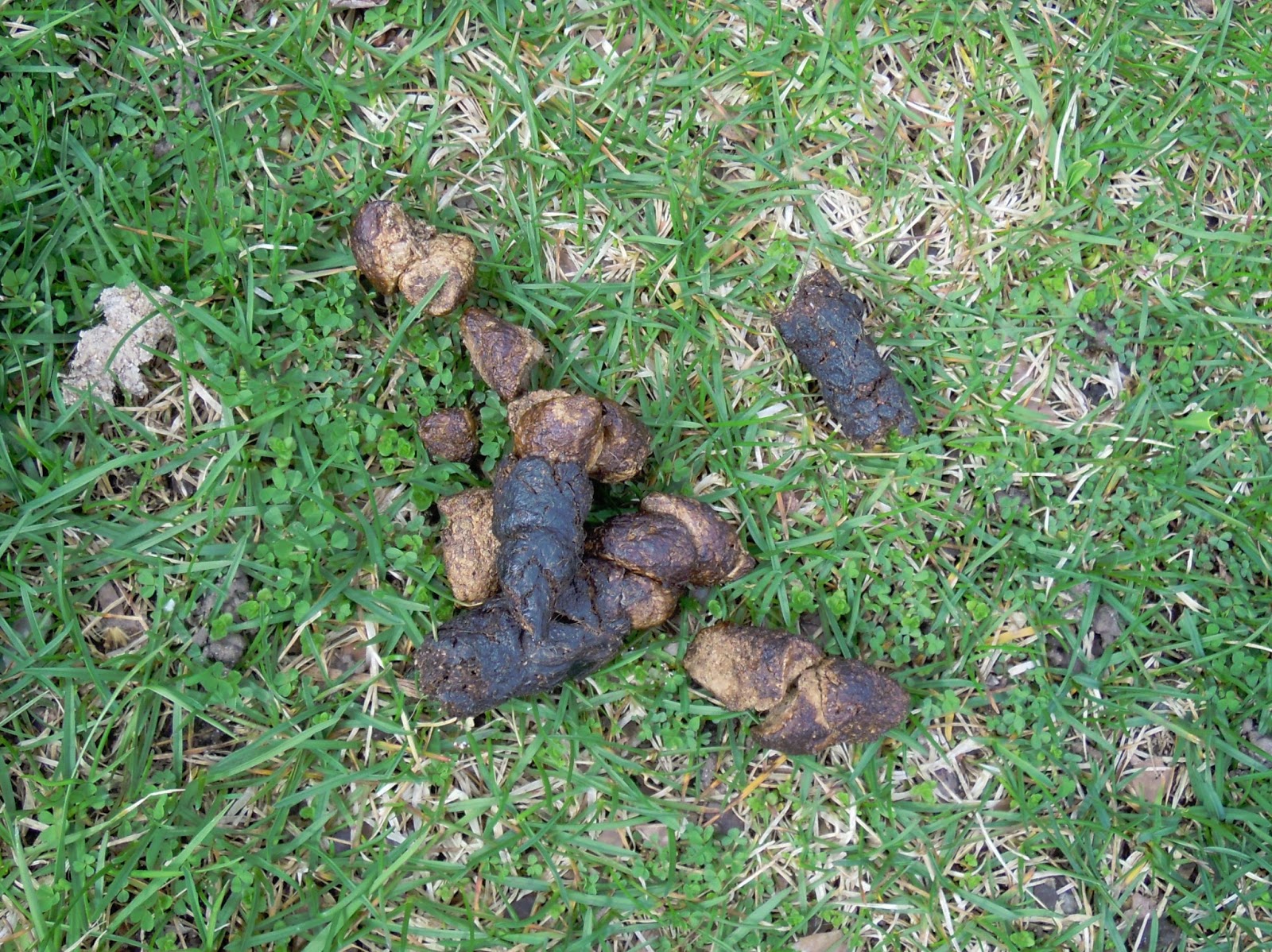 Ellen Alive!: Poop Parade!