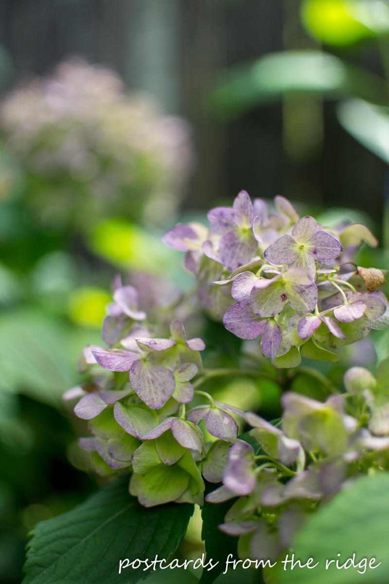 How to Easily Dry Hydrangeas | Postcards from the Ridge