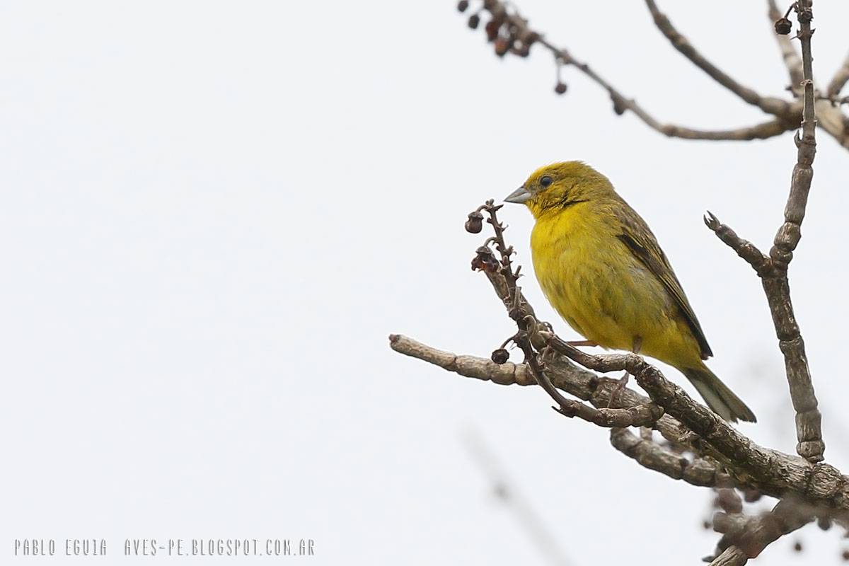 mis fotos de aves: Sicalis citrina Jilguero Cola Blanca Stripe-tailed ...
