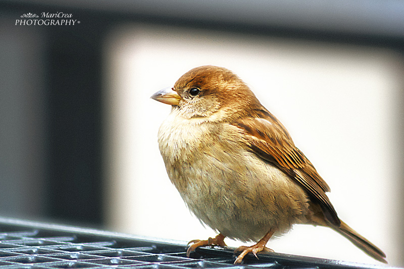 CreaMariCrea: Passerotti