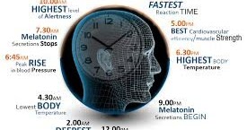 Biological Clock Circadian Rhythms: No Ordinary Watch ...