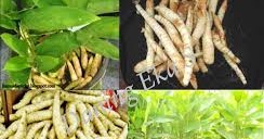 umbiumbian: MACAM DAN MANFAAT UMBI-UMBIAN