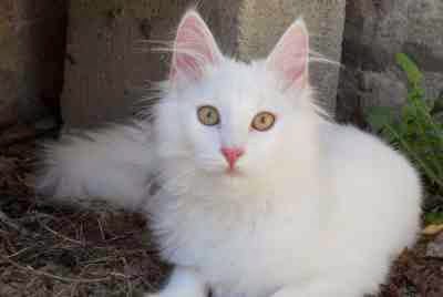 Mengenal Jenis Kucing Anggora