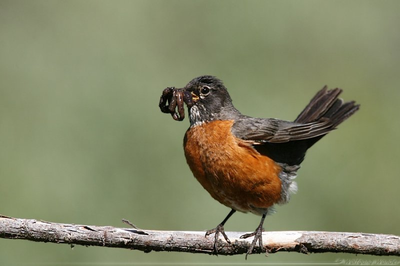 American Robins Facts And Pictures | All Wildlife Photographs