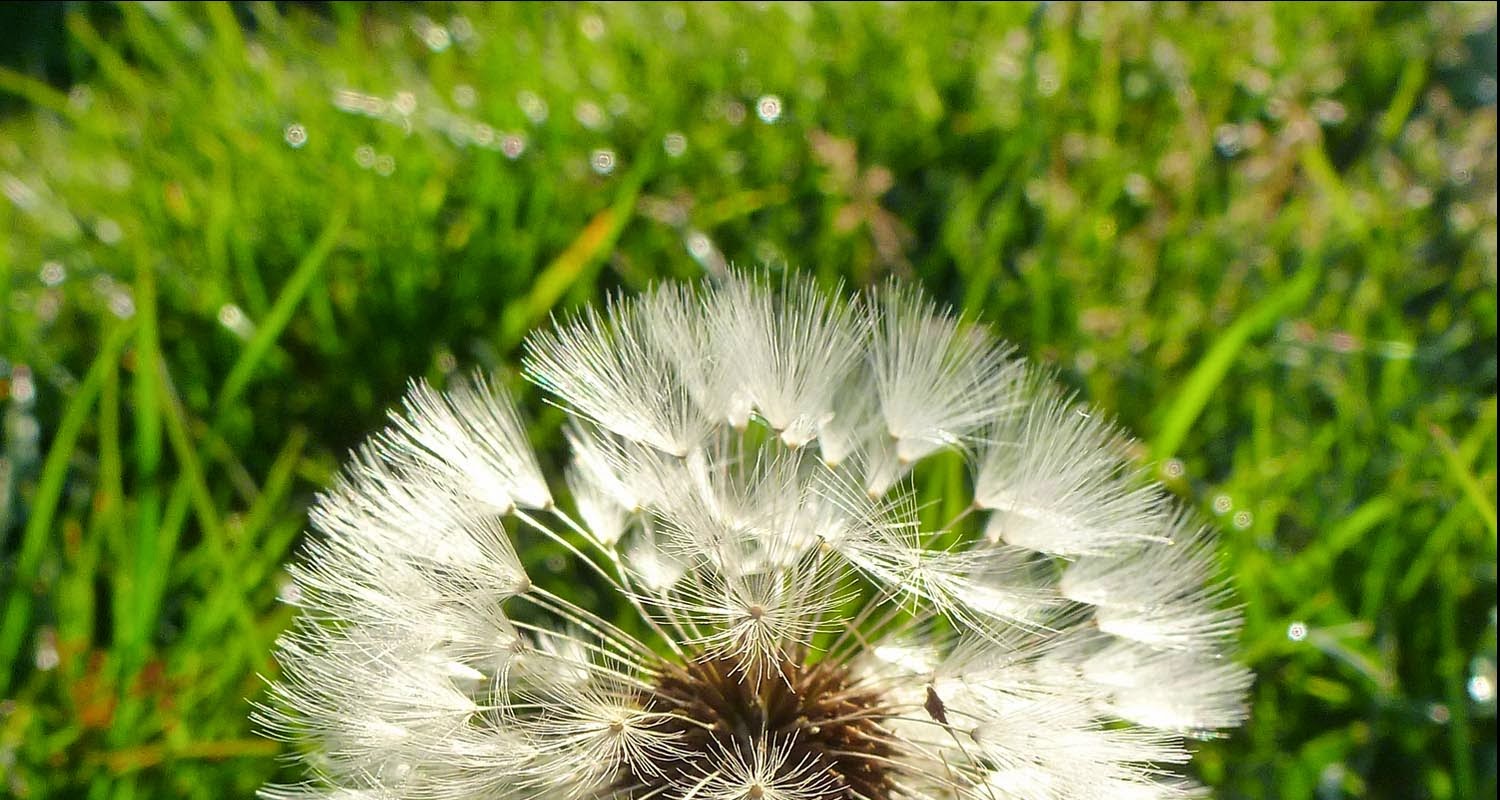 Living the life in Saint-Aignan: Le pappus du pissenlit