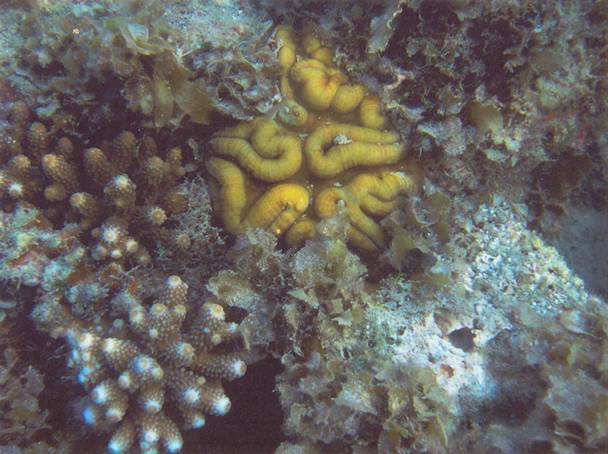 Jenis-Jenis Terumbu Karang: Mussa angulosa