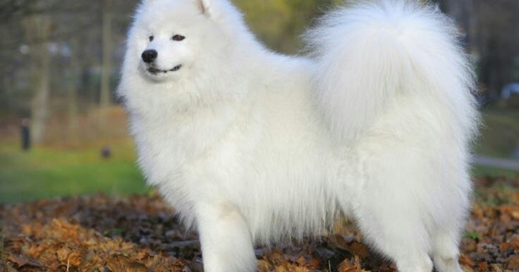 Beautiful Wight dogs