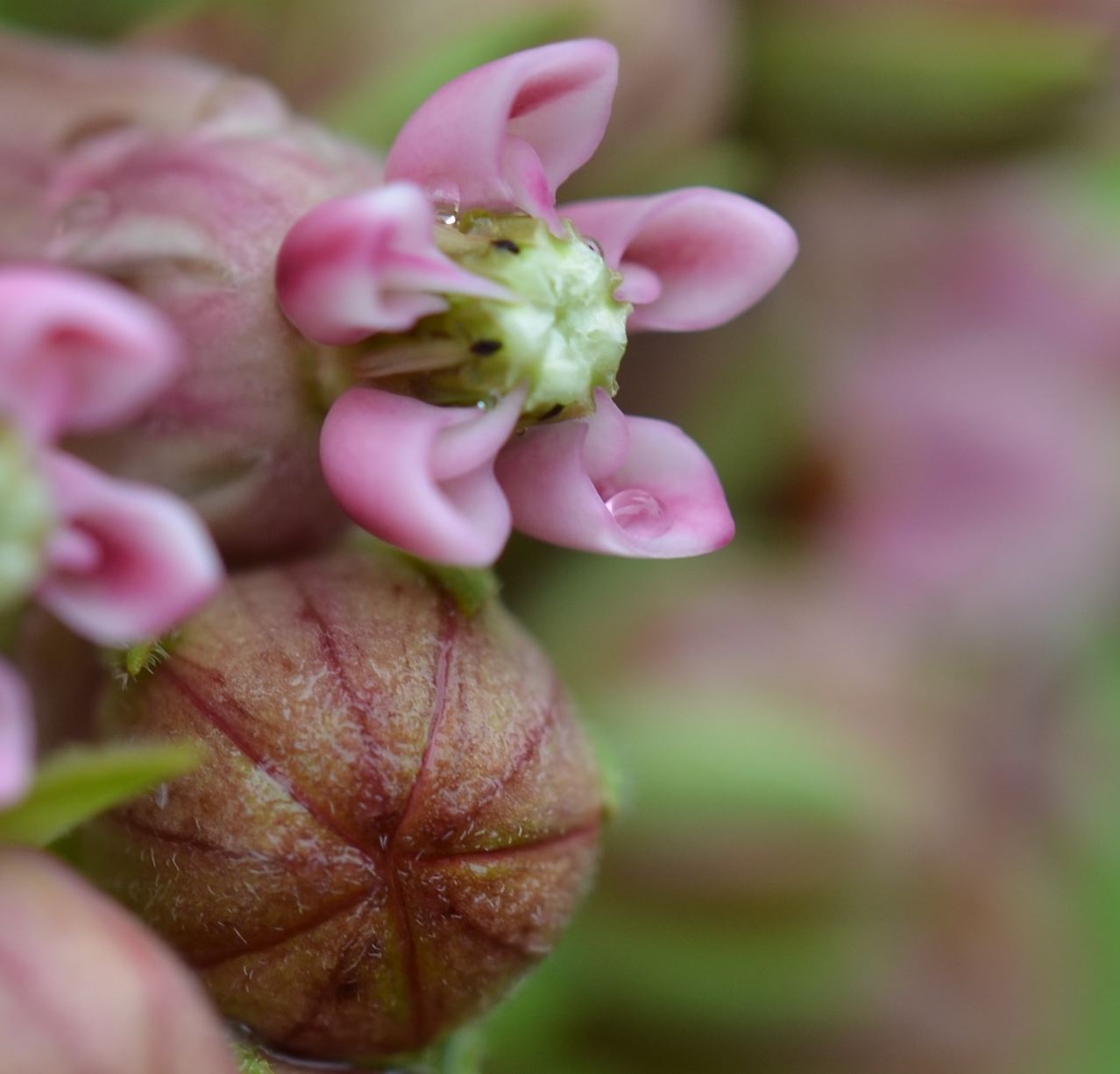 Flower Hill Farm: Wildflower Flowering 'In The Pink' Naturalizing Asclepias