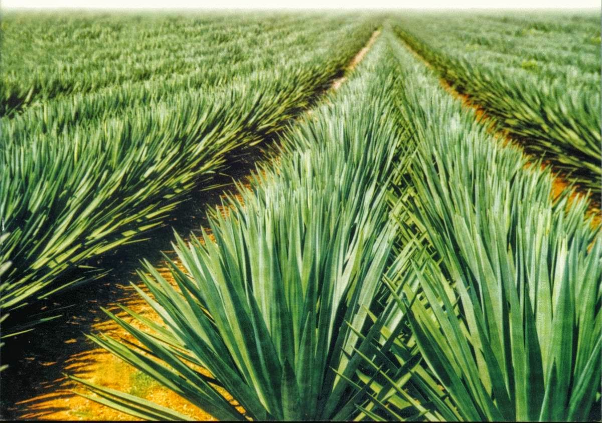 BRASIL AGRÍCOLA: CULTIVO DO SISAL NO BRASIL