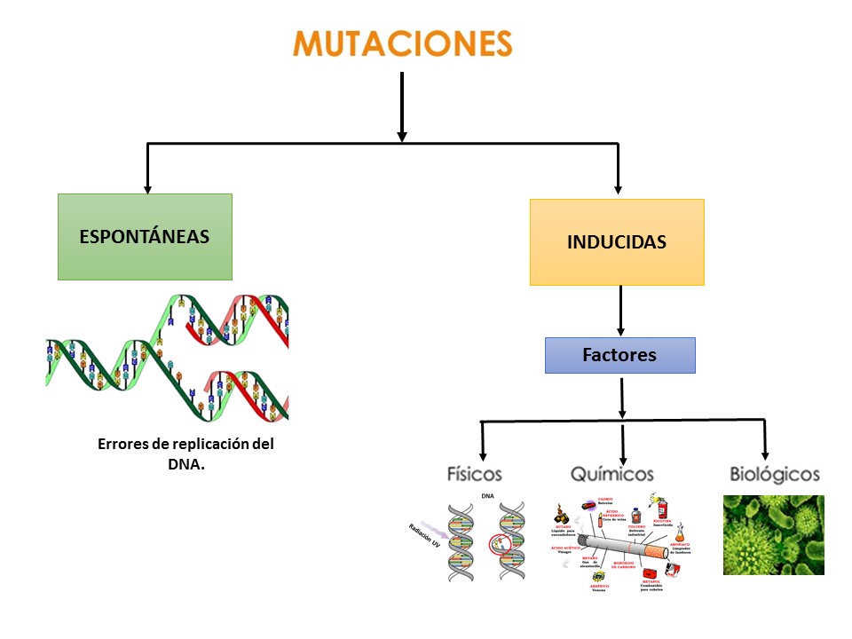 GENÉTICA: marzo 2016
