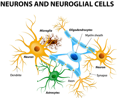 Le Cerveau de l'Enfant et de l'Adolescent: La Microglie