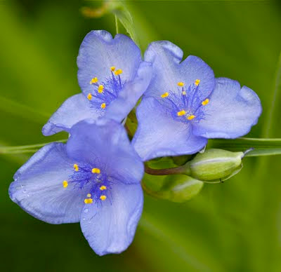 Riverdaze…: UGLY NAMES, LOVELY FLOWER