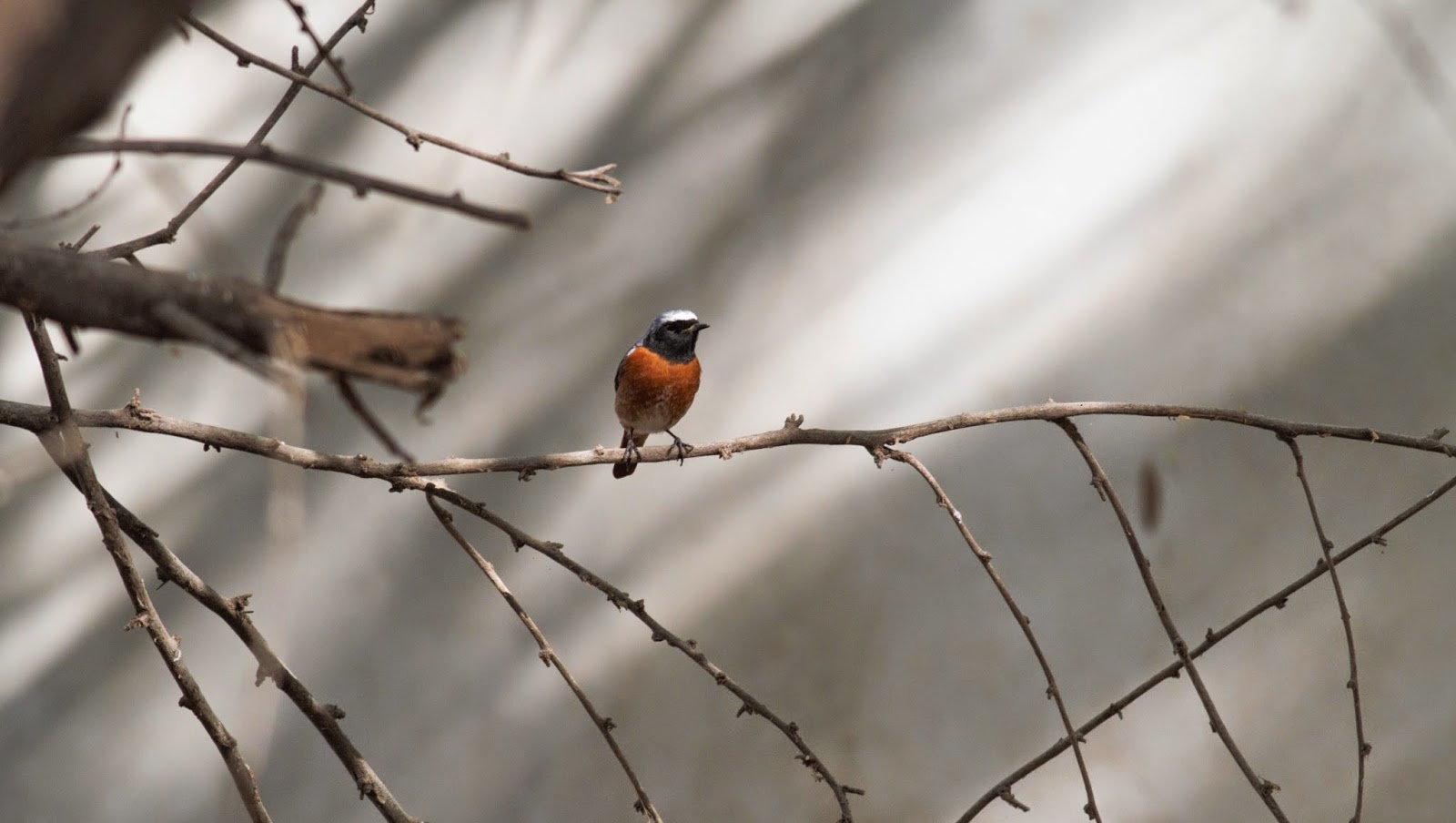 17, migration prénuptiale: les rougequeues du jardin sont partis