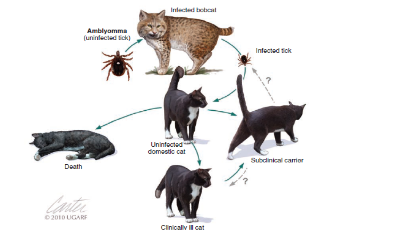 Patologia Veterinária: Cytauxzoonose