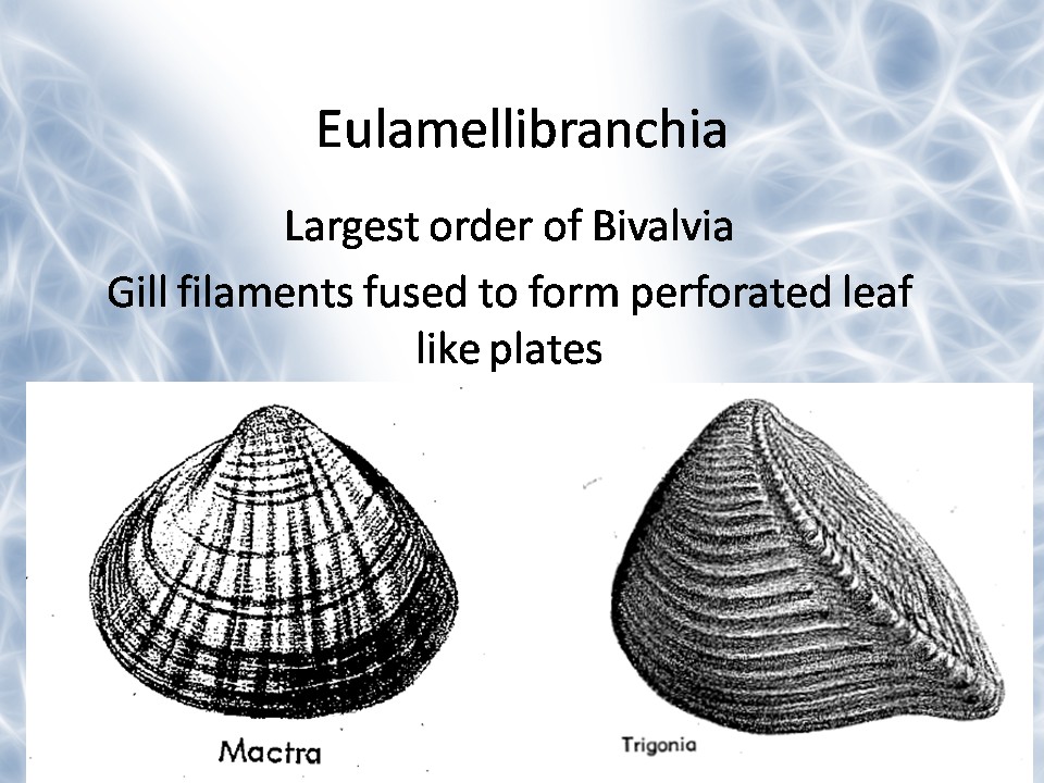 Geology Rocks!!!: Bivalvia Presentation