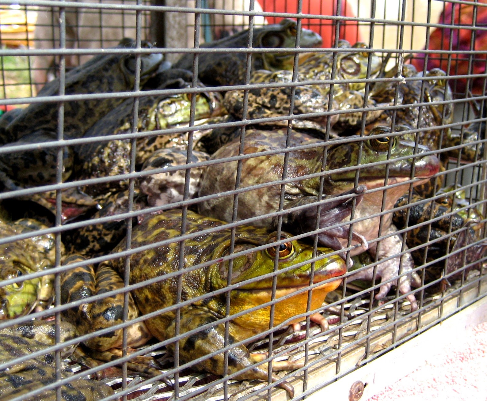 Living Rootless: Louisiana: "Kaw, that's a big one!"