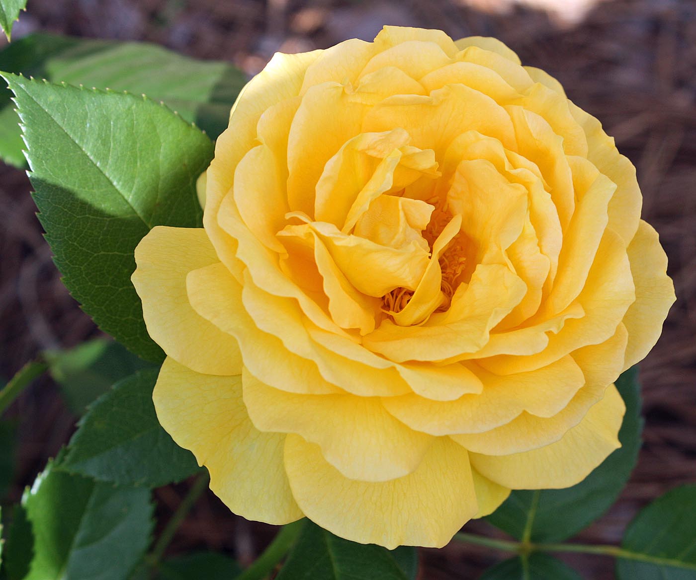 Southern Lagniappe: An Old-Fashioned Rose Garden