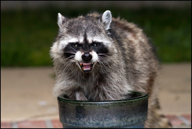 The Raccoon Chronicles: 2011