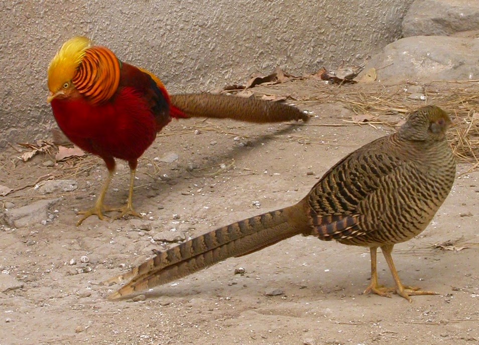 Golden Pheasant (China) ~ Nature Conservancy