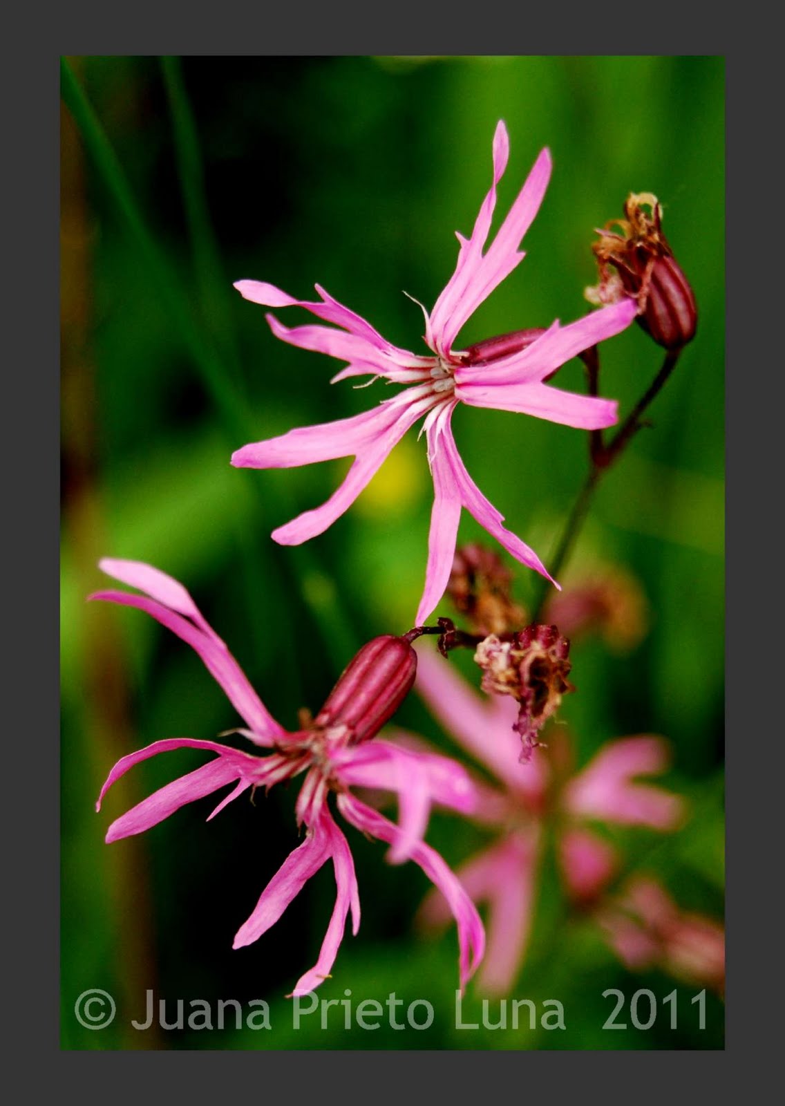 Juana Prieto Luna: Lychnis flos-cuculi