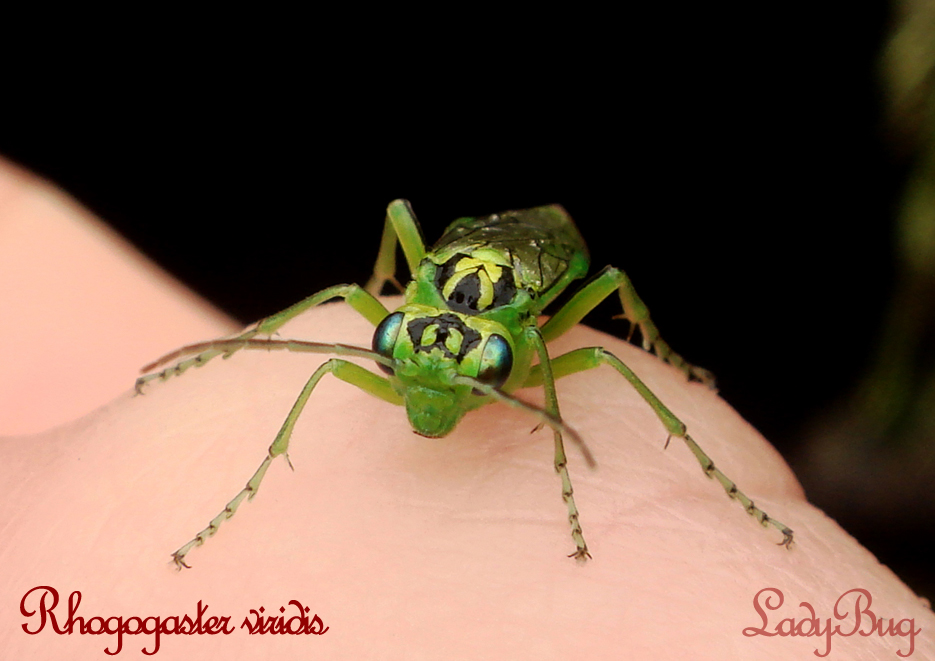 LadyBug: Top 5 mooiste insecten