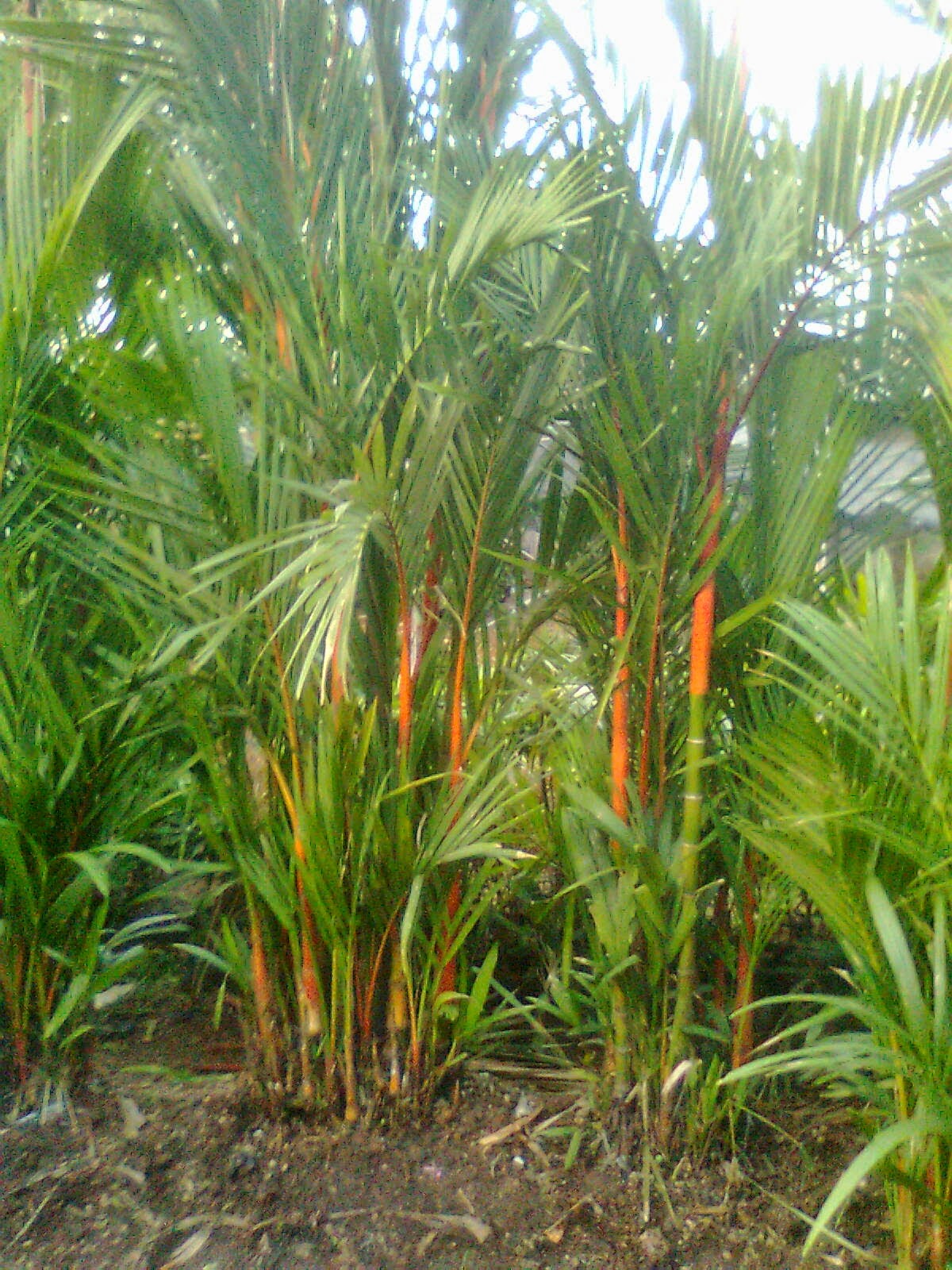 Palem Merah Yaitu Tanaman Orisinil Provinsi Jambi - Ragam Keistimewaan ...