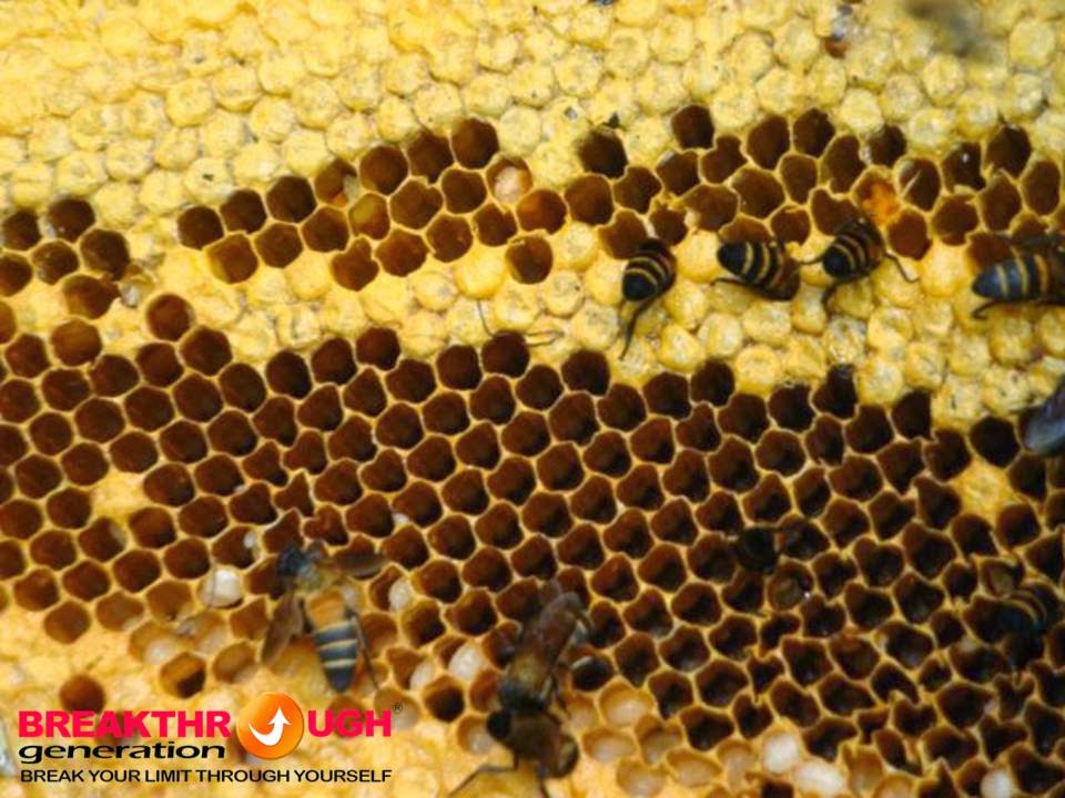 MIRACLE OF BEE HIVE: MEMANGNYA LEBAH MADU ADA BERAPA MACAM SICH??