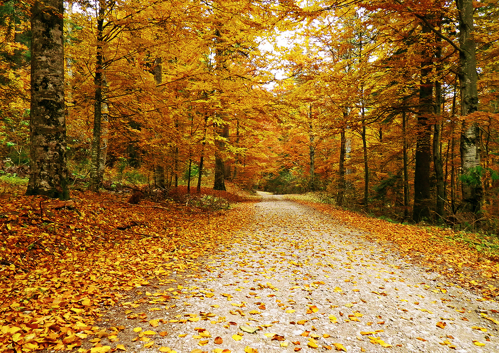 Nu imi place toamna, dar totusi o iubesc ! - dianatimofte.ro