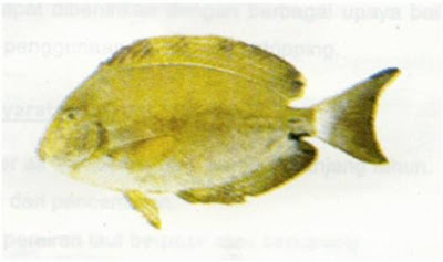 Budidaya Ikan Baronang - Fish Information (INDONESIA)