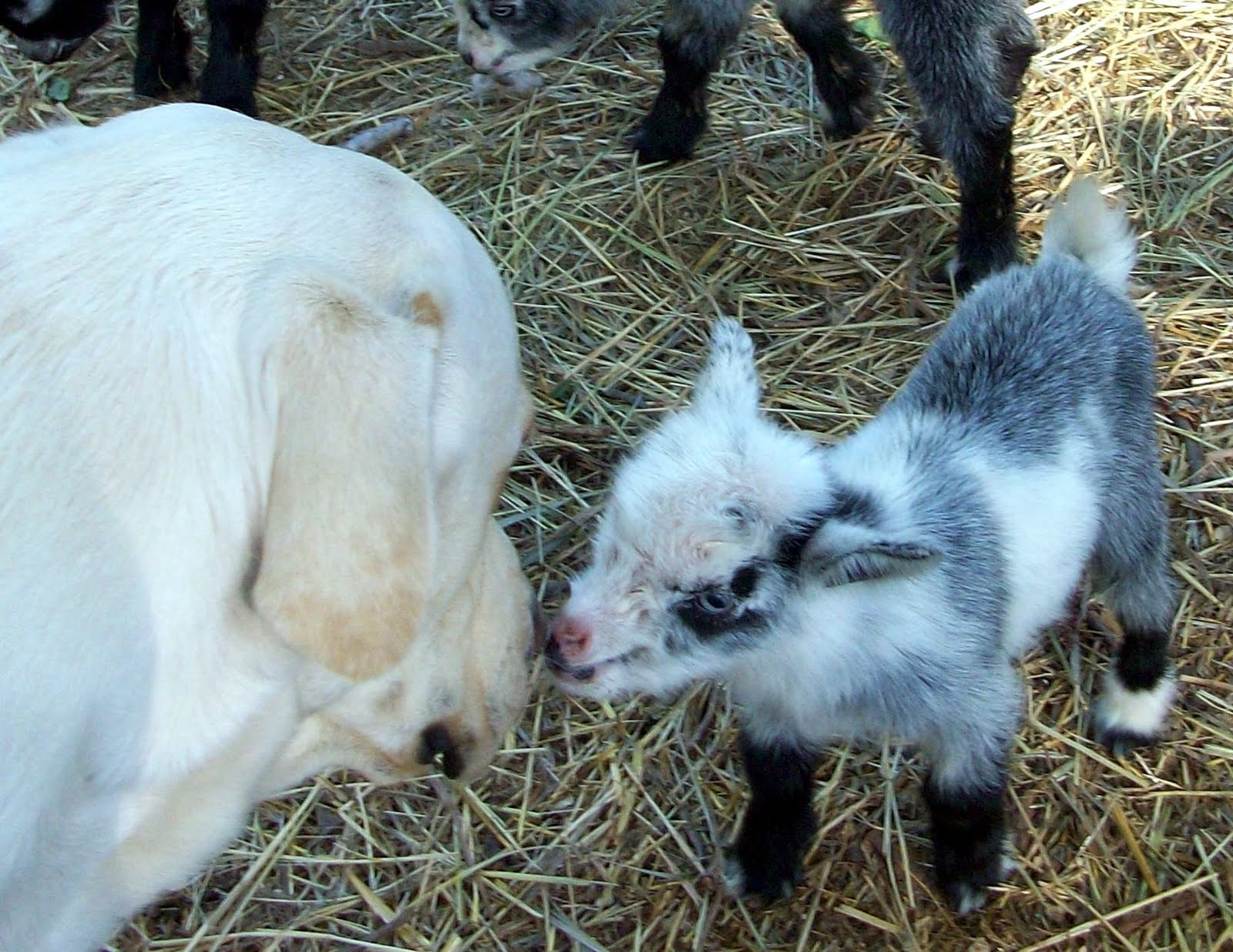 Homestead Roots: Meet the baby goats!!!
