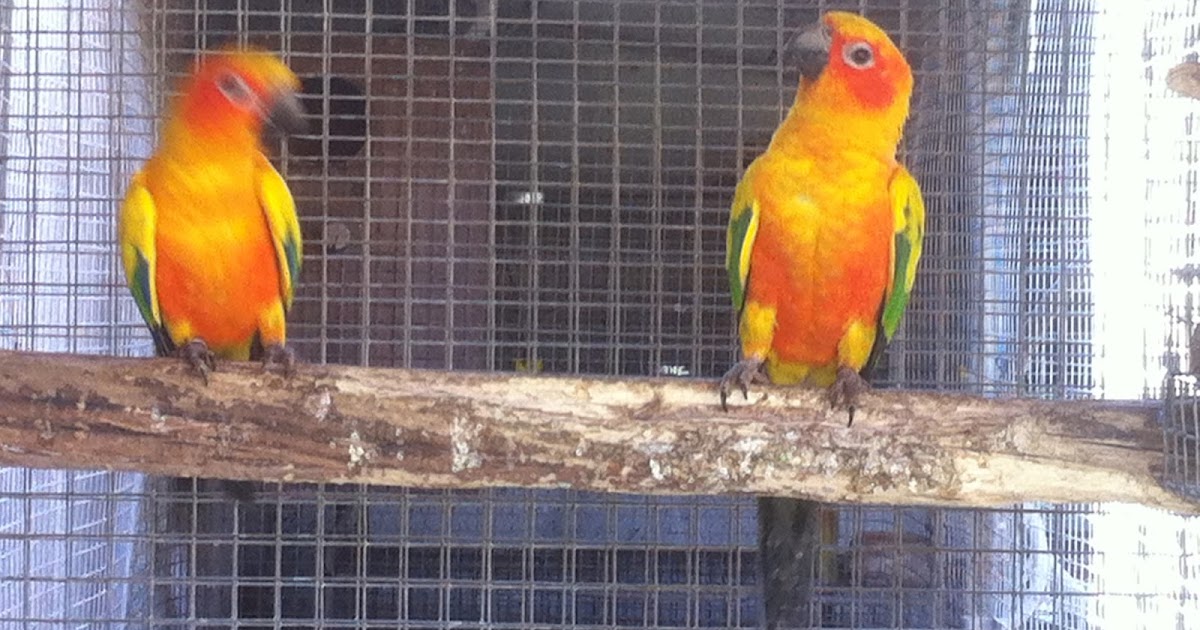 Aves Nuno Francisco: Aratingas solstitialis ou Jandaia amarela