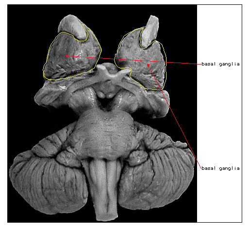 Atlas de neuroanatomía: GANGLIOS BASALES