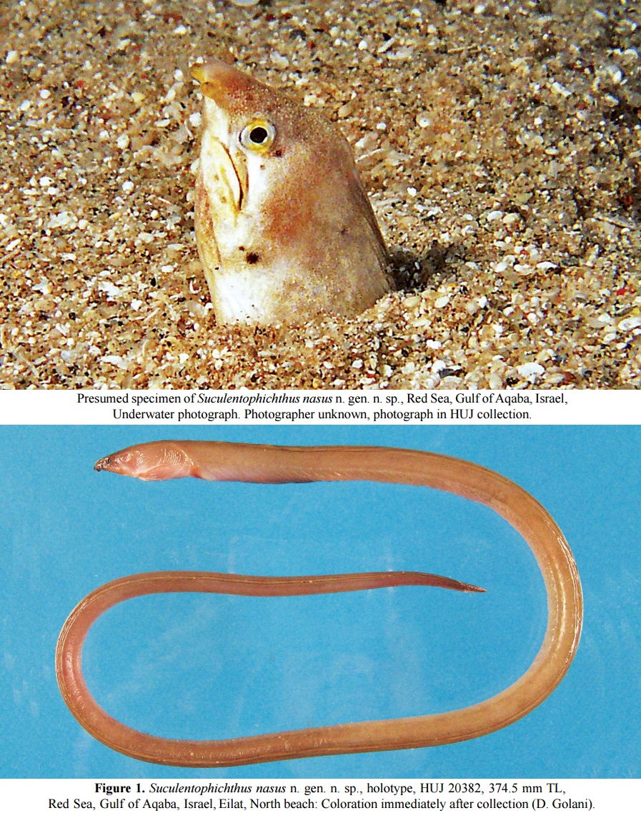 Species New to Science: [Ichthyology • 2015] Suculentophichthus nasus ...