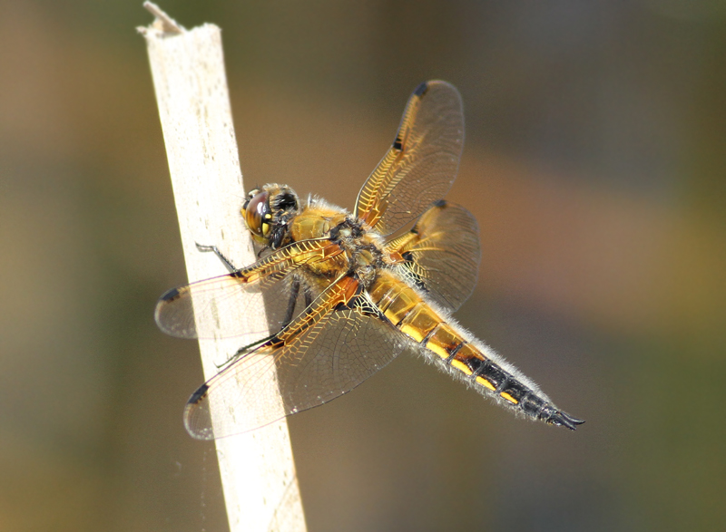 birdmanofgateshead: Dragonfly & Butterfly time