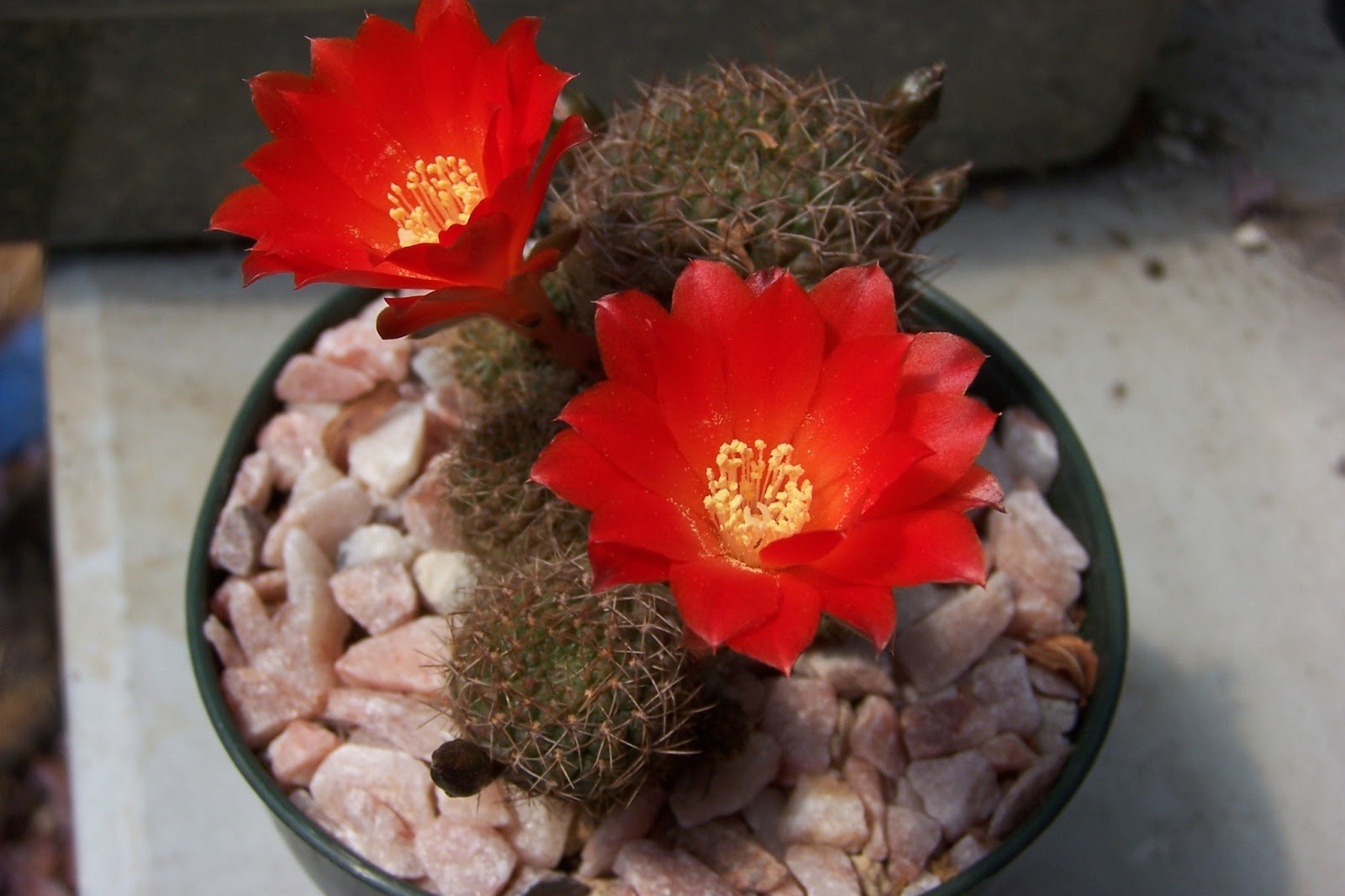 Oregon Cactus Blog: Rebutia margarethae