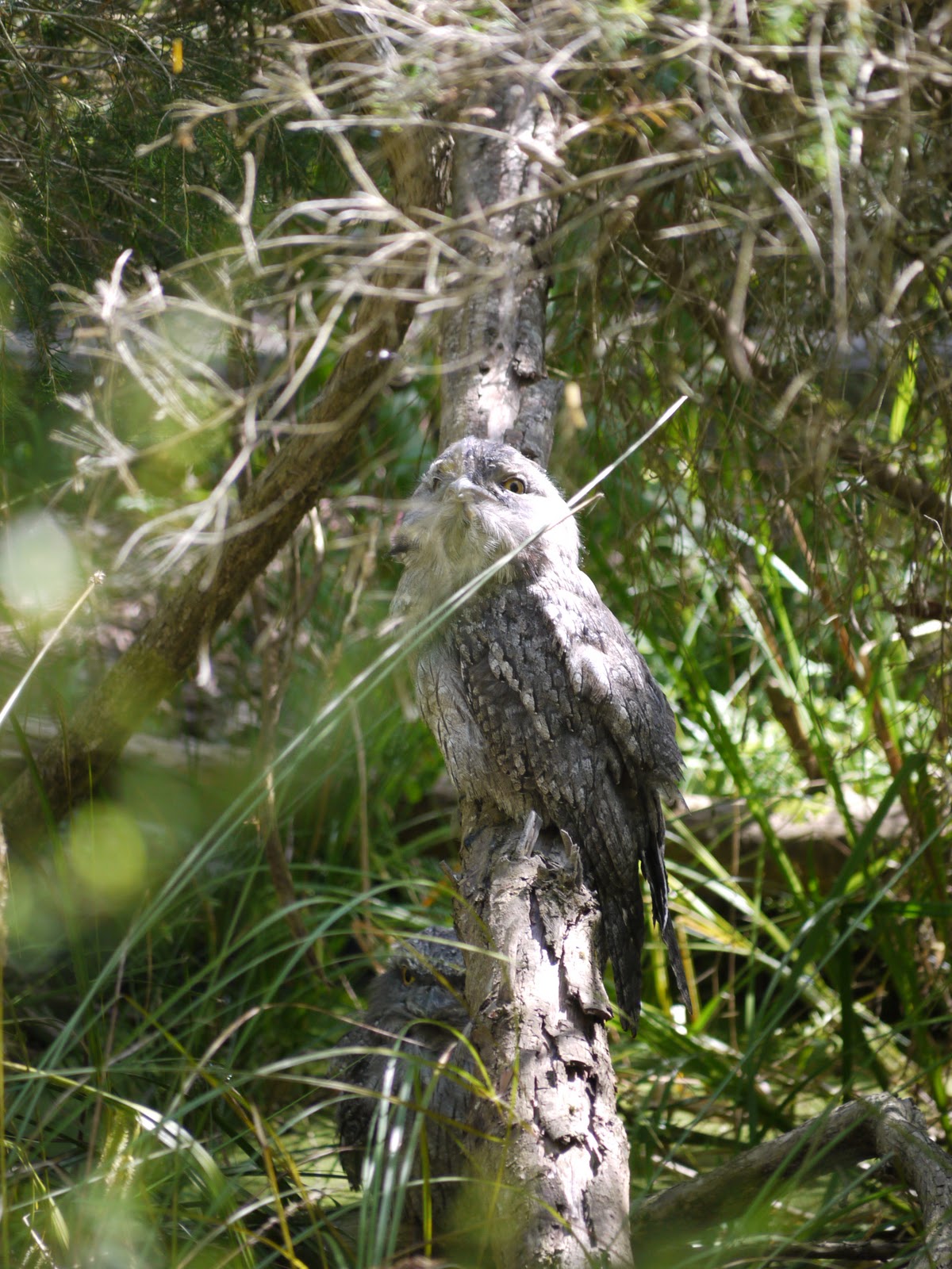 Neesie Natters: Terwit-terwoo Tuesday.....