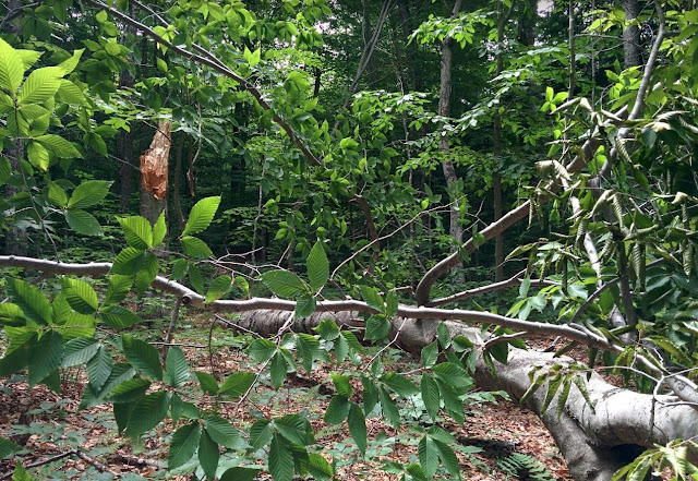 A Little Wild: Wilcox Lake via Pumpkin Hollow