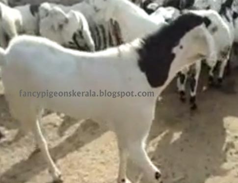 Create And Develop Successful Businesses Through Farm Ideas.: September ...