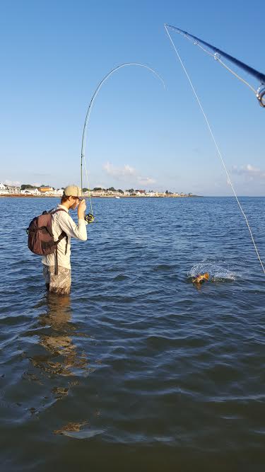 Connecticut Fly Angler: Bluefish are Awesome