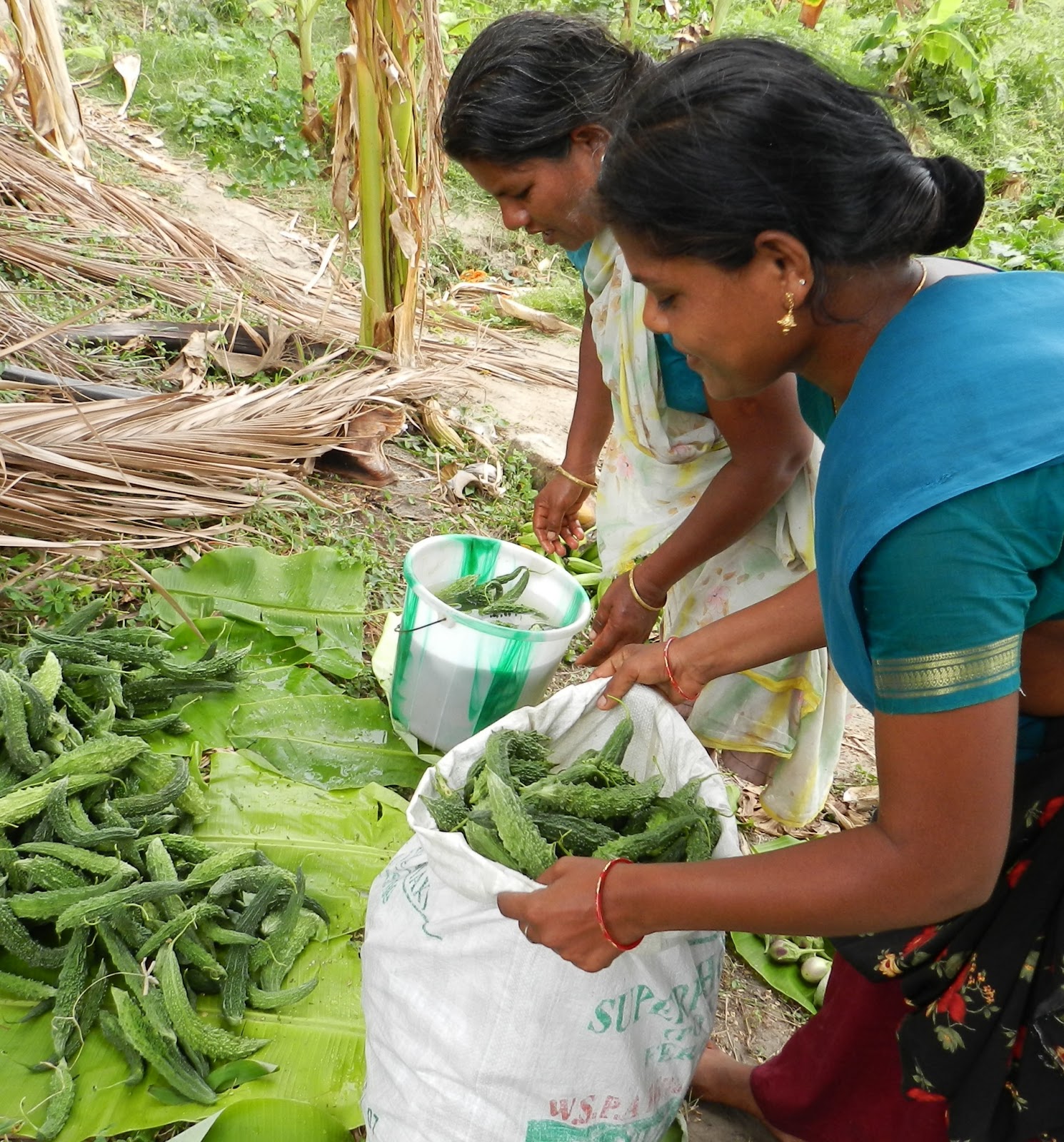NGO News blog, NewsLine: Bitter gourd is very nutritious vegetable ...