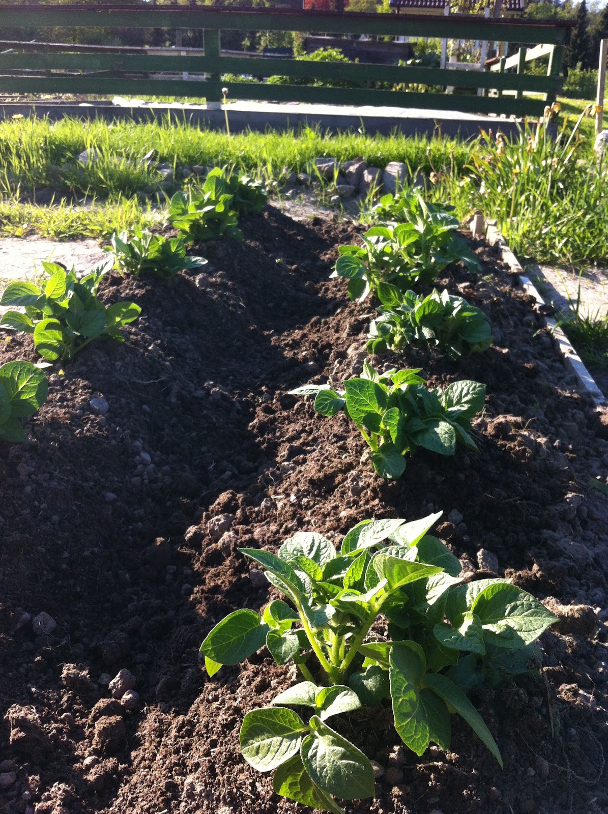 Grödor och Bröd: Kupa potatis